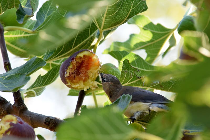 Cedar Waxwing Bird Eating Yellow Fig 04 Stock Image - Image of harvest ...