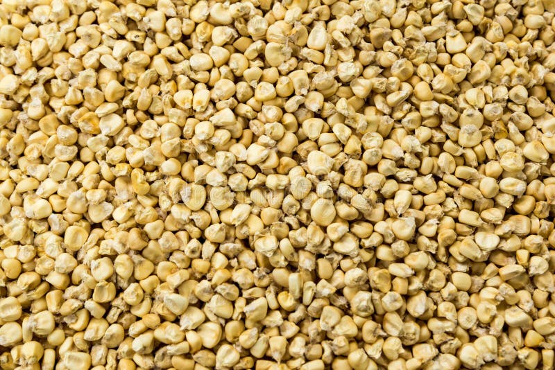 Waxy Corn Seeds stock image. Image of crop, nature, detail - 56251089