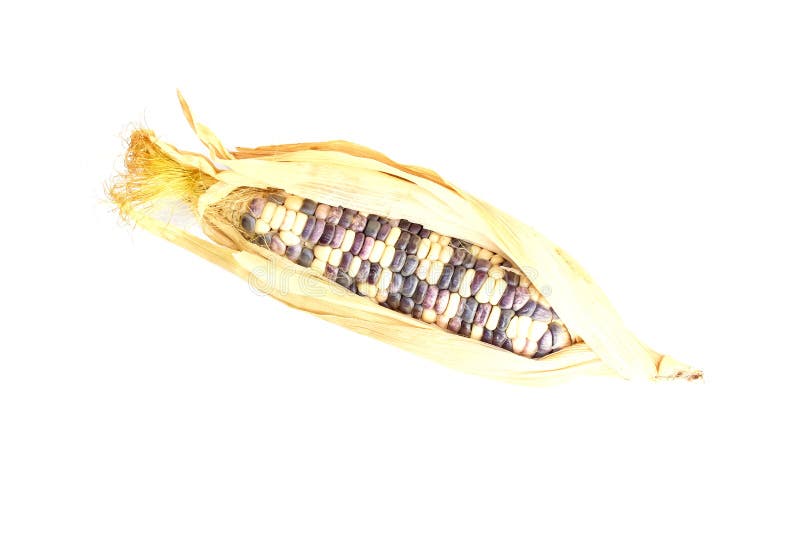 White waxy corn stock photo. Image of healthy, colorful - 26550386