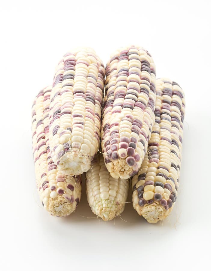 Waxy corn stock image. Image of food, grain, fresh, nutrition - 77133517