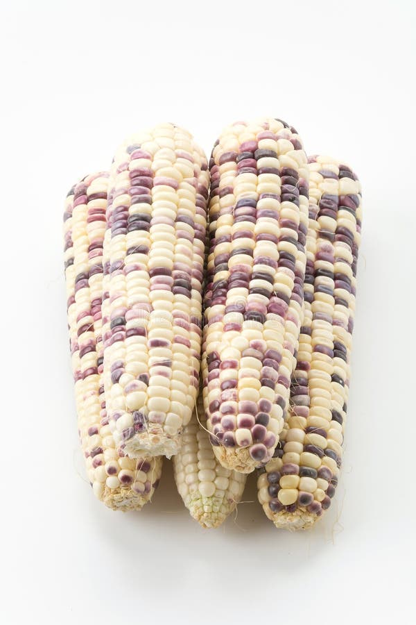 Waxy corn stock photo. Image of color, waxy, grain, agriculture - 77384042