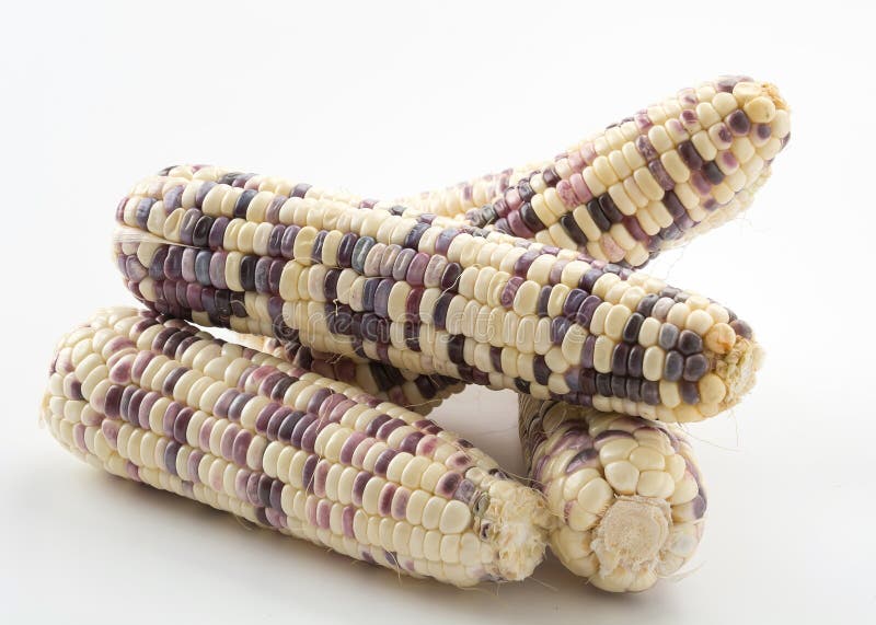 Waxy corn stock image. Image of grain, color, healthy - 77531429