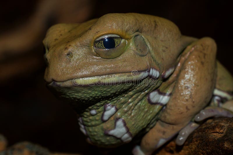 Waxy Monkey Frog stock image. Image of green, toad, brown - 83848299