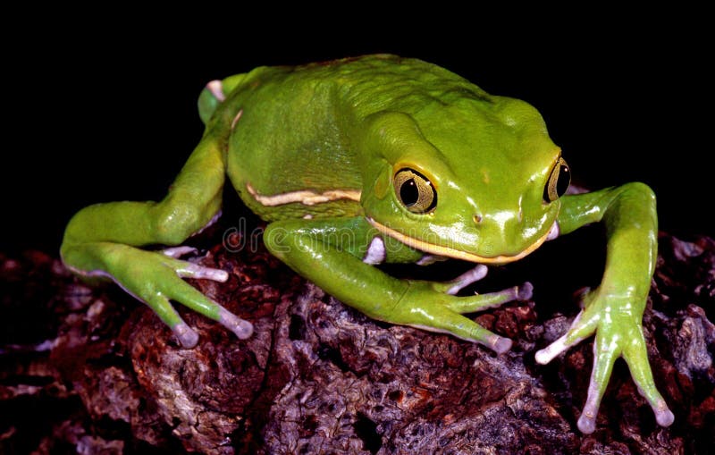 Waxy Monkey Tree Frog. stock photo. Image of amphibian - 39267764