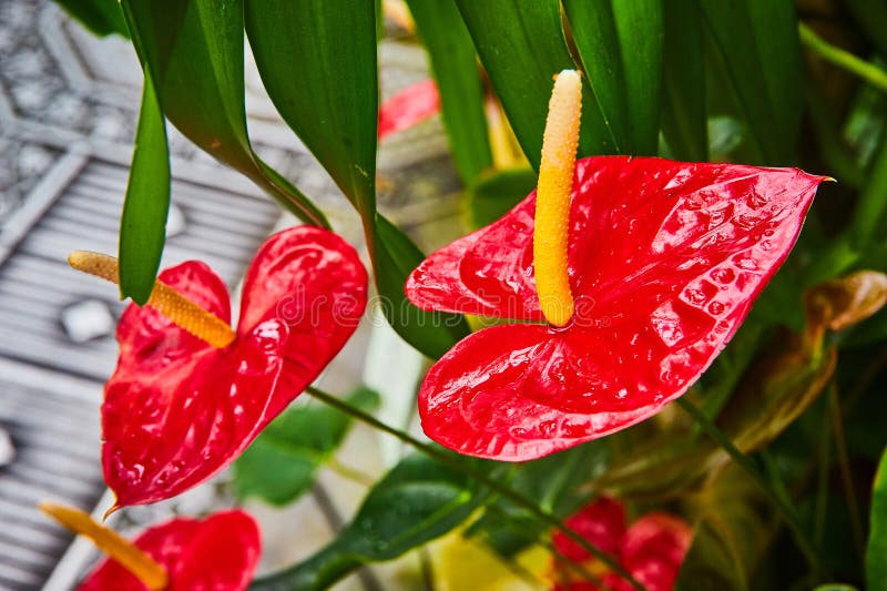 Waxy Red Leaves with Tall Yellow Stems and Dangling Green Leaves in ...