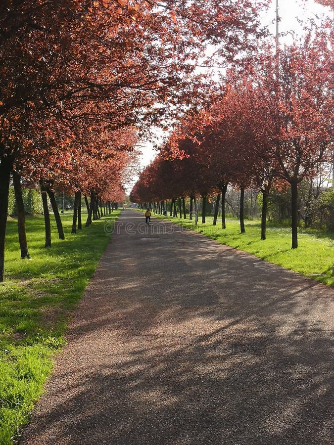 Way stock image. Image of tree, colours, coming, autumn - 129256533