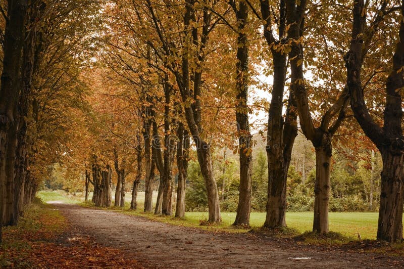Tree lined path stock image. Image of sidewalk, branches - 4852661