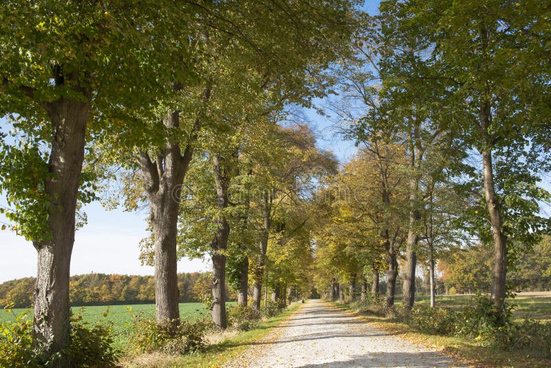 Path with Old Trees in Autumn Stock Photo - Image of scenic, allee ...