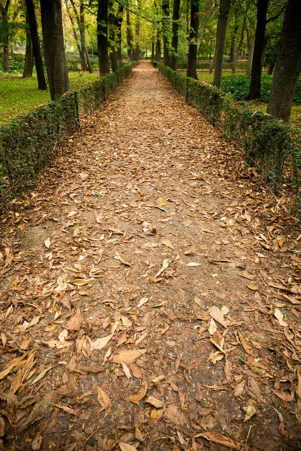 Way between autumn trees stock photo. Image of perspective - 80204476