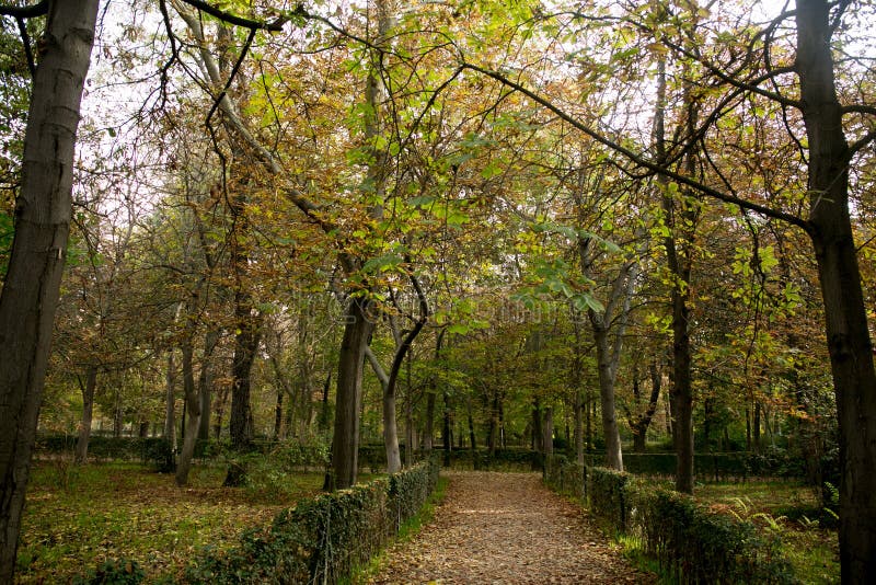 Way between autumn trees stock photo. Image of colorful - 80204646