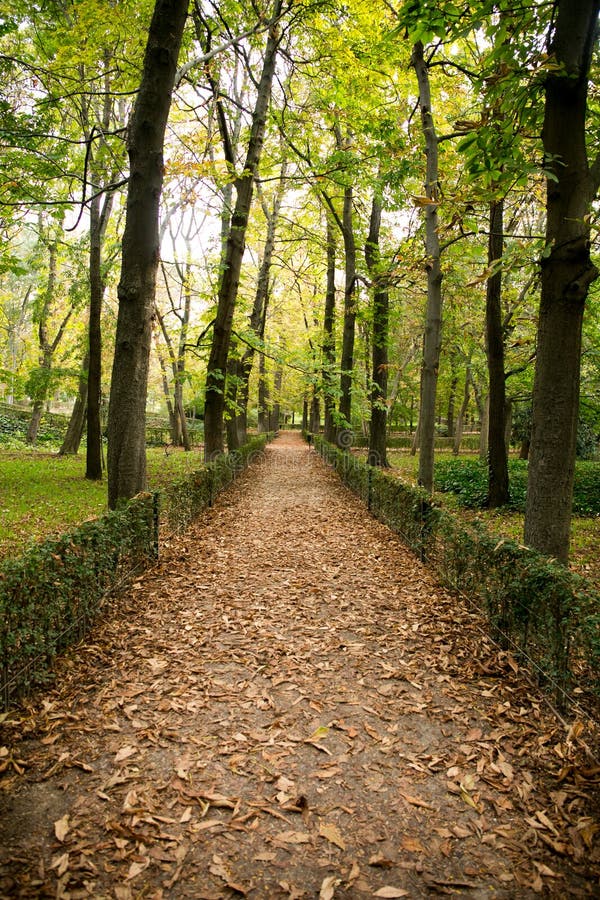 Way between autumn trees stock photo. Image of forest - 80204922
