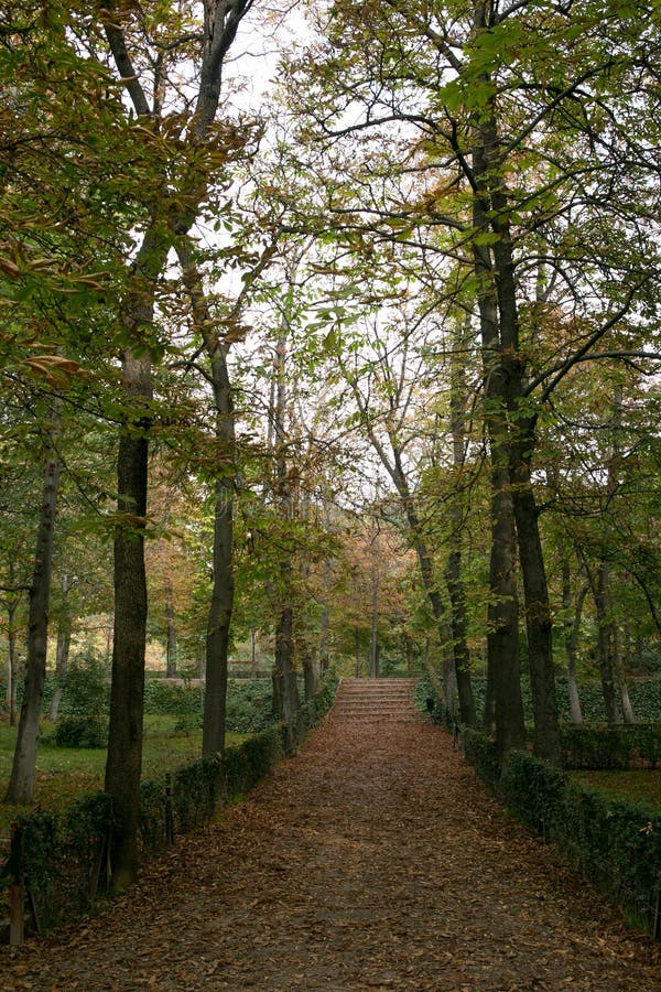 Way between autumn trees stock photo. Image of forest - 80205246