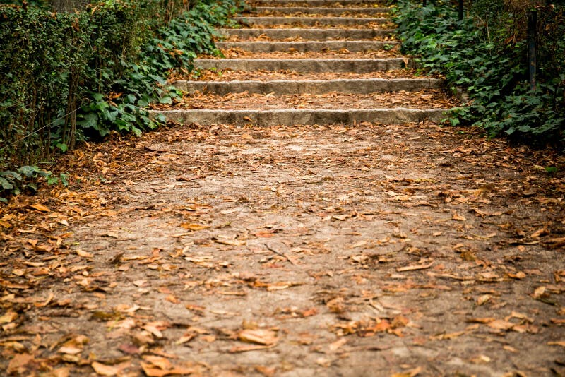 Way between autumn trees stock image. Image of outdoors - 80205867