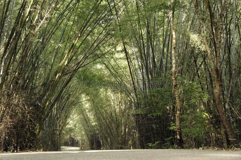Bamboo Forest Picture. Image: 7015223