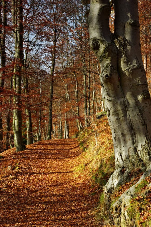 Way among beeches stock image. Image of country, beeches - 11891187