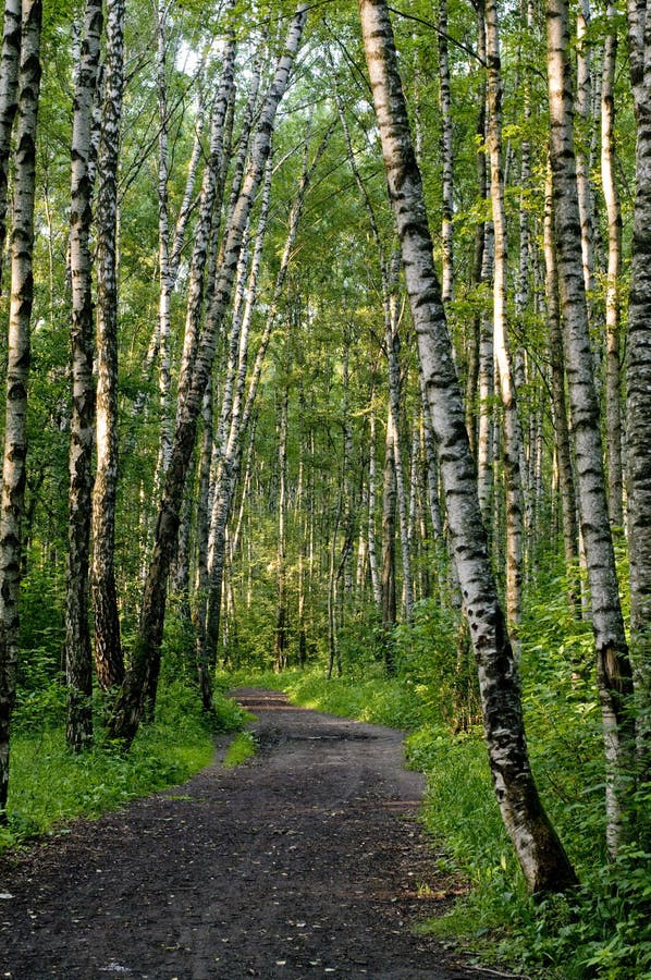 Way in the birch forest stock photo. Image of landscape - 10618598