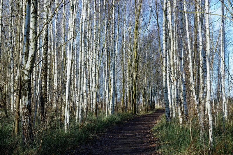 A way through birch forest stock image. Image of scene - 83206565