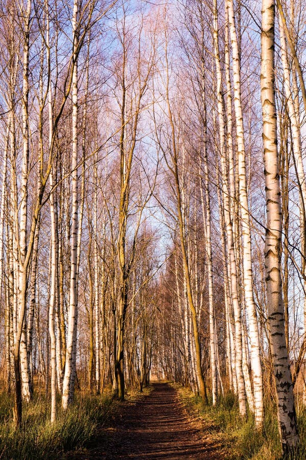 Birch forest spring stock image. Image of life, landscape - 89944649
