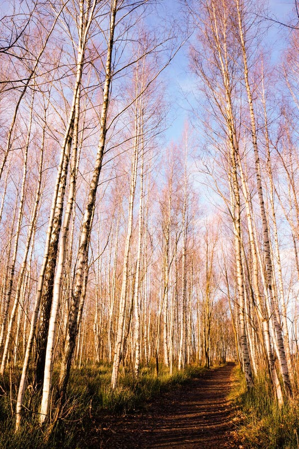 A way through birch forest stock photo. Image of path - 83206568