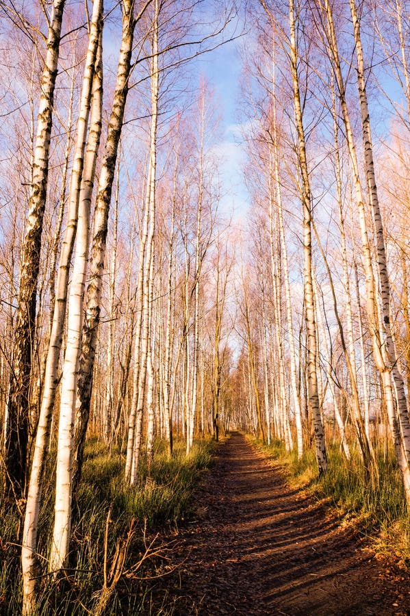 Walking through the Birch Grove Stock Photo - Image of foliage, autumn ...