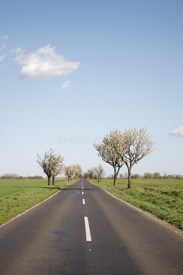 Way and Charry Tree in the Spring Stock Photo - Image of green, land ...