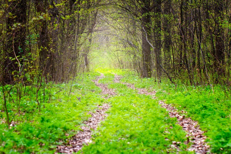 Way in Deep Spring Forest, Selective Focus Stock Photo - Image of light ...