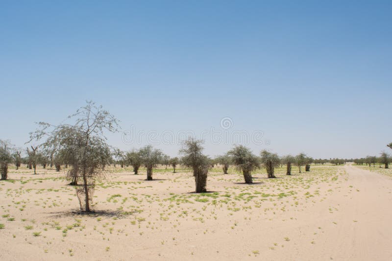 Way in Desert among Growing Planted Young Trees Stock Photo - Image of ...