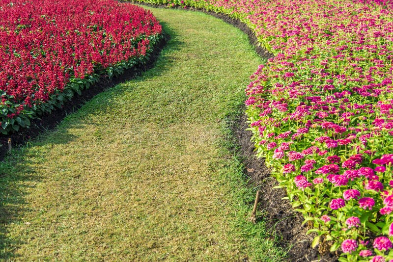 On the Way of Flower in the Garden2 Stock Photo - Image of gerbera ...