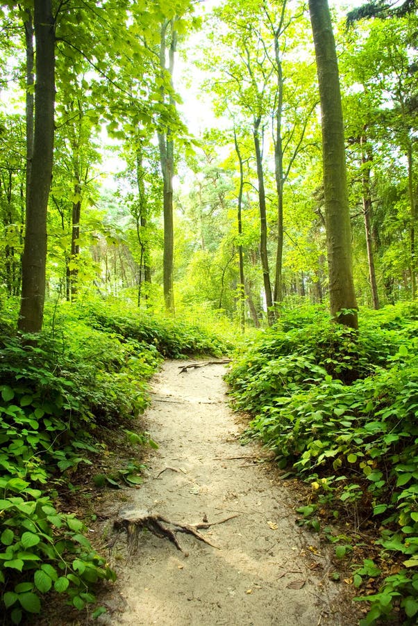 Way in forest stock image. Image of foliage, beauty, tall - 10757287