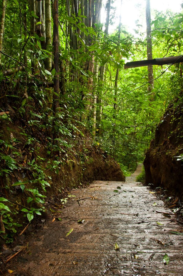 Way in forest stock image. Image of autumn, foliage, forest - 16371045