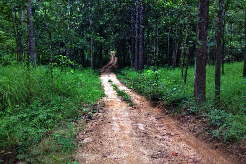 Way in forest stock image. Image of nature, park, road - 44964233