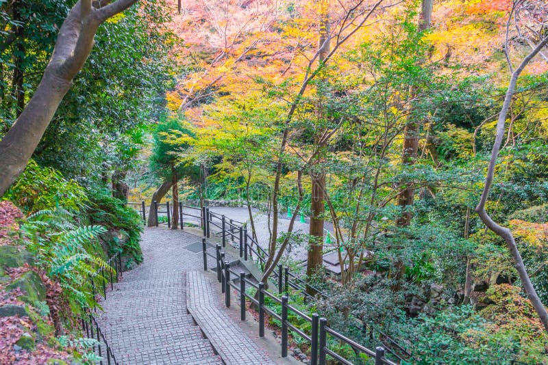 Way in forest . stock image. Image of misty, country - 73443393