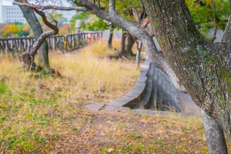 Way in forest . stock photo. Image of misty, season, park - 73443510