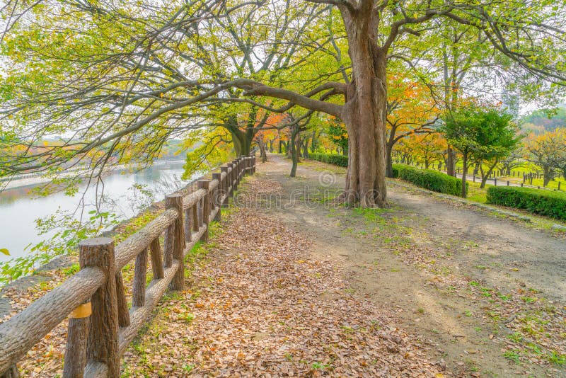 Way in forest . stock photo. Image of foliage, north - 73443562