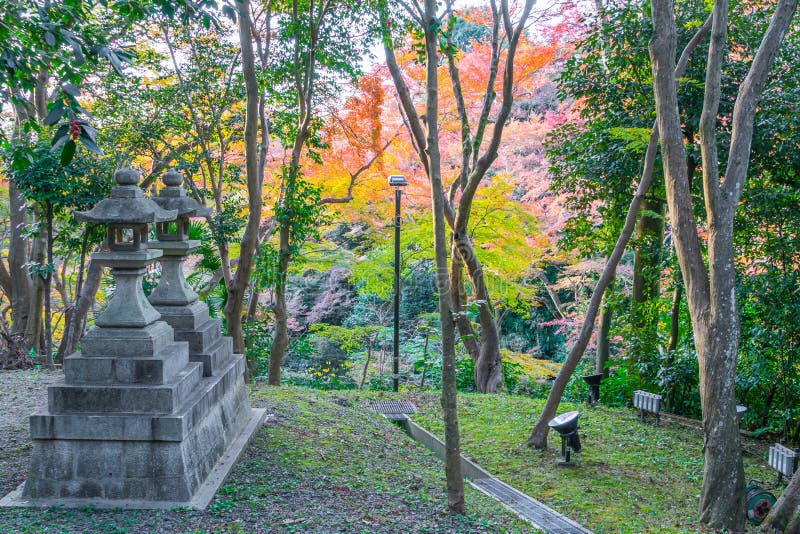 Way in forest . stock image. Image of misty, ground, north - 74001425