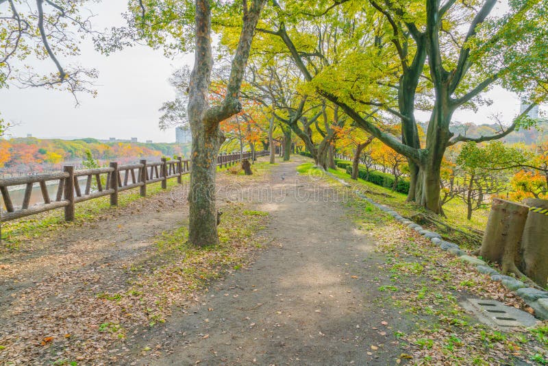 Way in forest . stock image. Image of lush, morning, foliage - 74310043