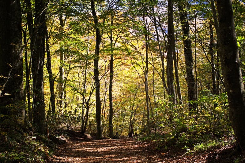 Way in the Forest with Autumn Leave Stock Photo - Image of foliage ...