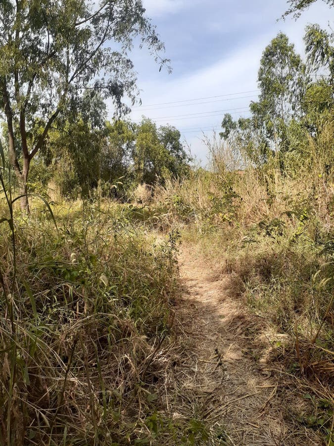 Way in Forest at Chachoengsao Thailand Stock Photo - Image of season ...