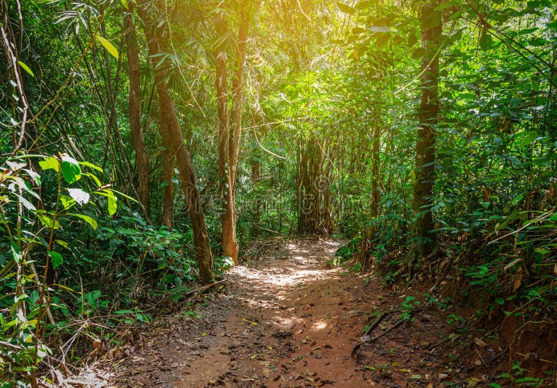 Way in Forest with Green Leaf and Sunlight Stock Photo - Image of ...