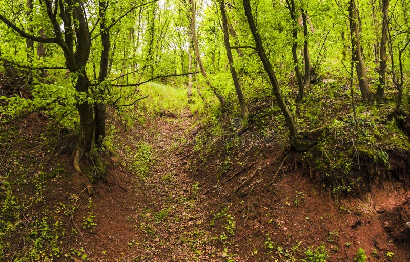 Way in forest stock photo. Image of path, bright, outdoor - 93258122