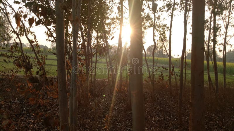 Indian forest way stock photo. Image of lyptus, india - 144062026