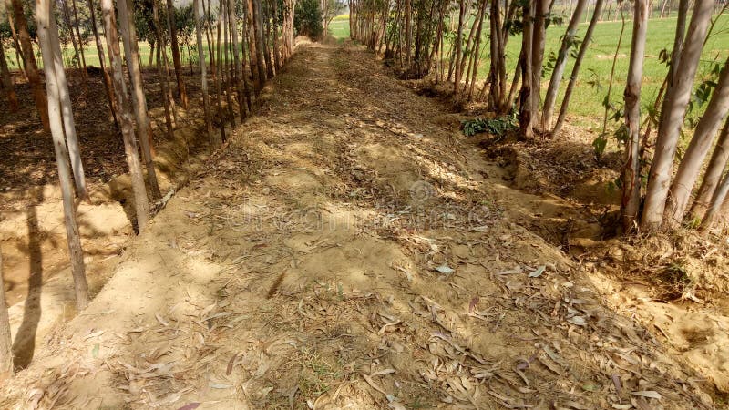 Lyptus trees stock photo. Image of forest, lyptus, indian - 144052902