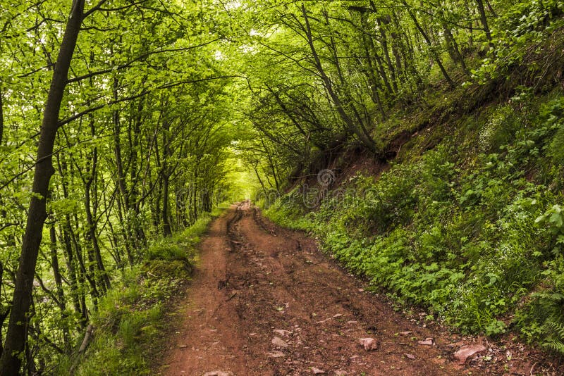 Way in forest stock image. Image of leaf, nature, natural - 93258079