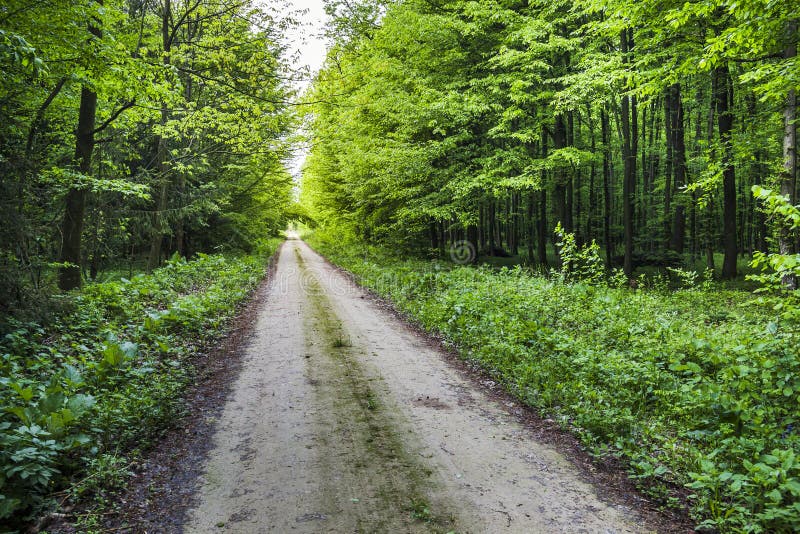Way in forest stock image. Image of light, nature, green - 93258073