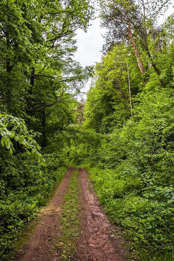 Way in forest stock photo. Image of branch, trail, outdoor - 93258096