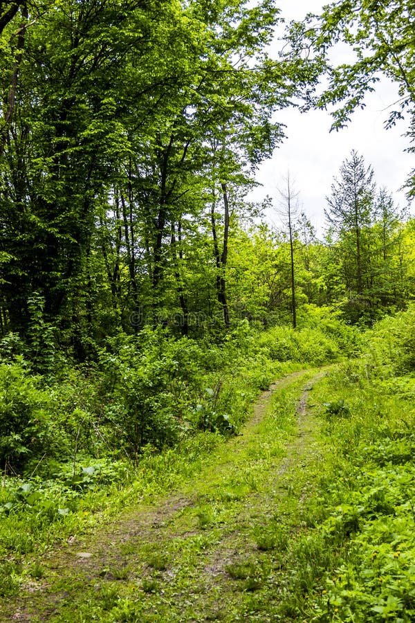 Way in forest stock image. Image of dark, bright, trail - 93258149