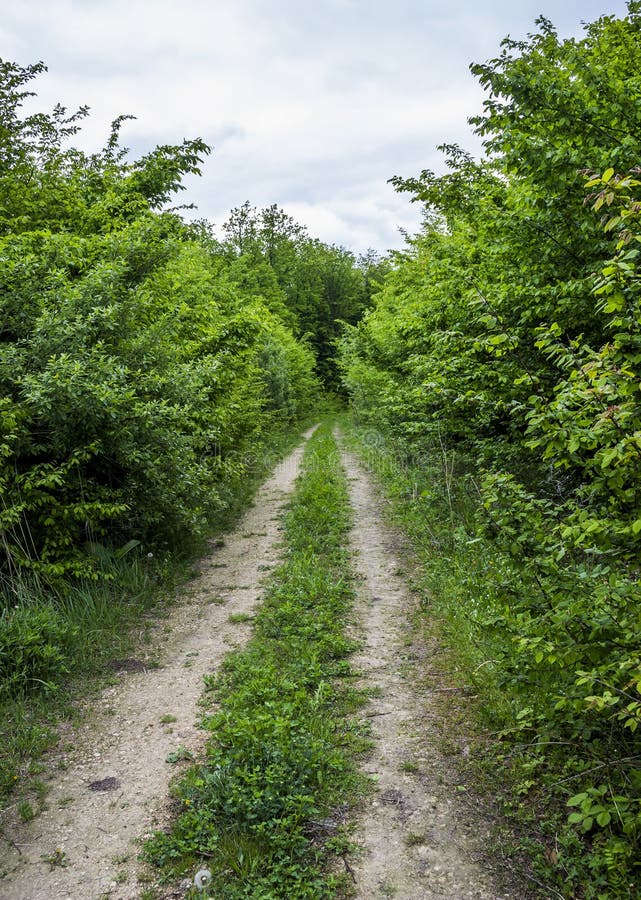Way in forest stock photo. Image of light, beautiful - 93258150