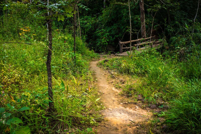 Way in forest stock image. Image of nature, season, trees - 36214103