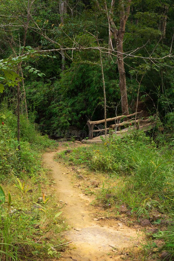 Way in forest stock image. Image of swamp, tree, wooden - 36214141