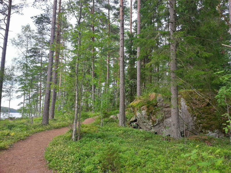 Way in forest stock photo. Image of sweden, forest, grinsby - 57263932